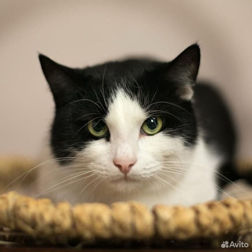 Скромный Котя в дар
