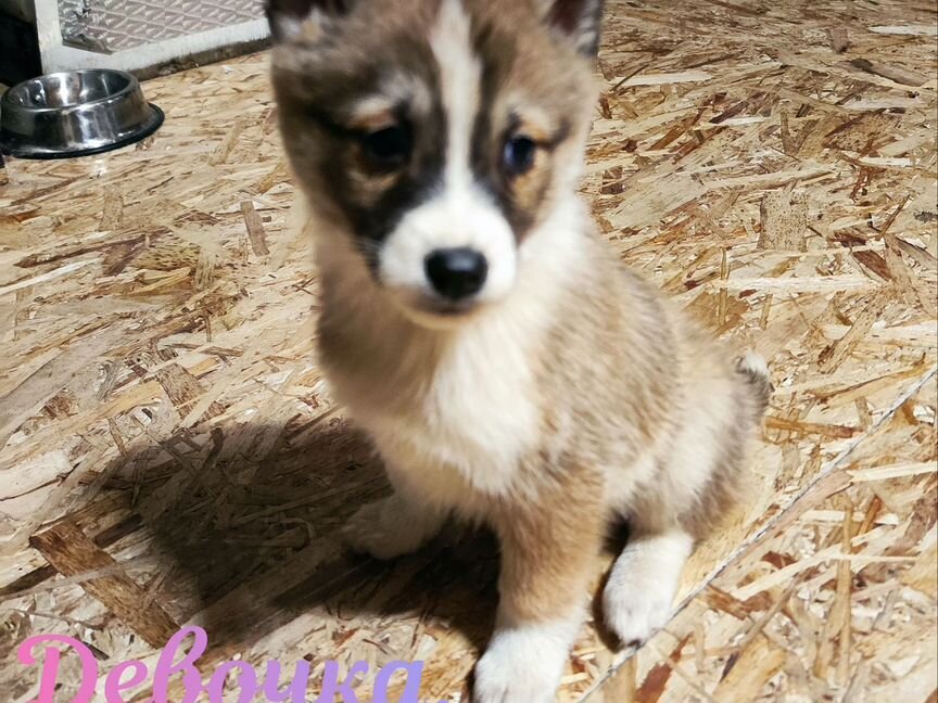 Отдам щенков помесь хаски