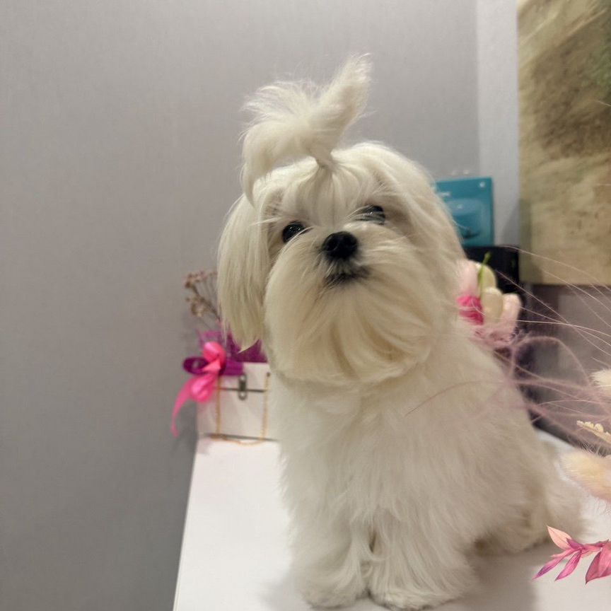 Мальтийская болонка, щенок