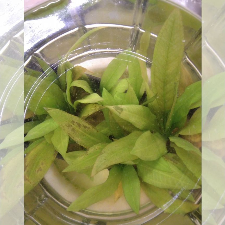 Эхинодорус Блехера ростки