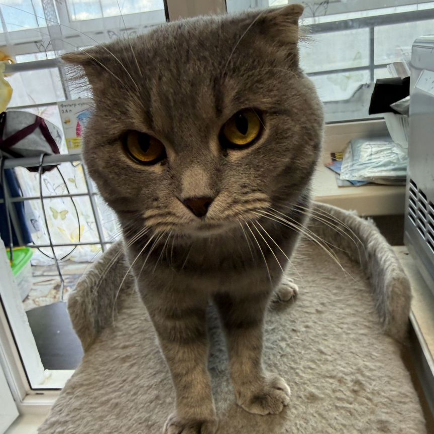 Шотландский вислоухий короткошёрстный, взрослый кот