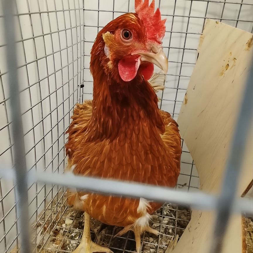 Куры несушки