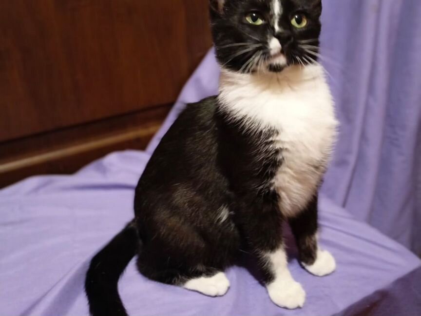 Котенок девочка Потерялась