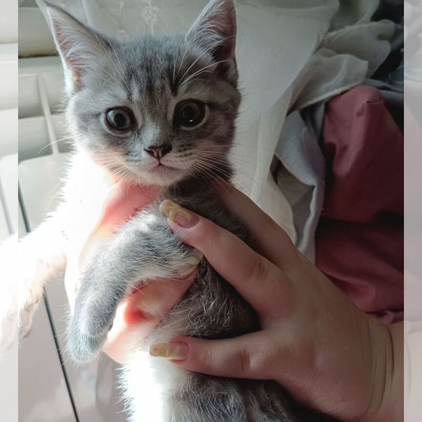 Котёнок шотландский