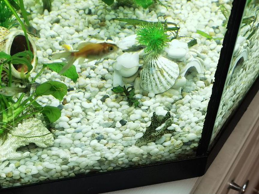 Золотая рыбка отдам бесплатно