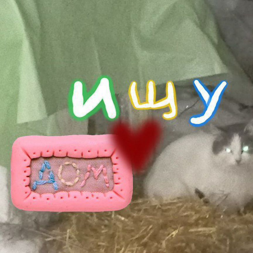 Котёнок в добрые руки