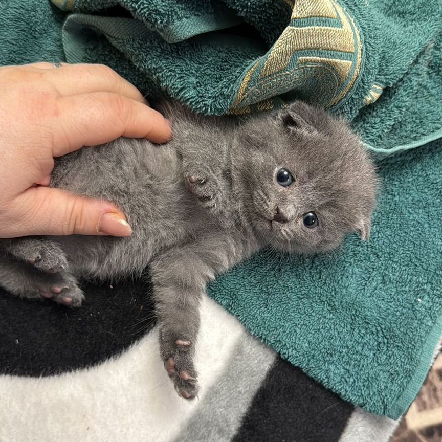 Шотландская