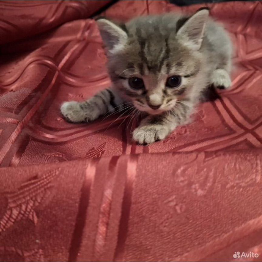 Котята