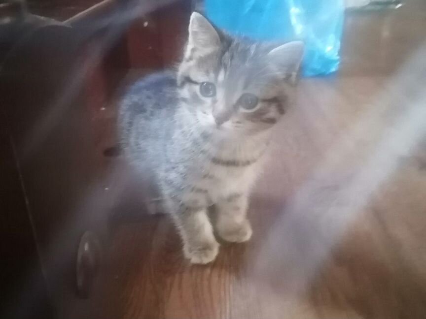 Котята в добрые руки даром девочка