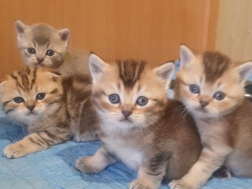 Тикированные британцы