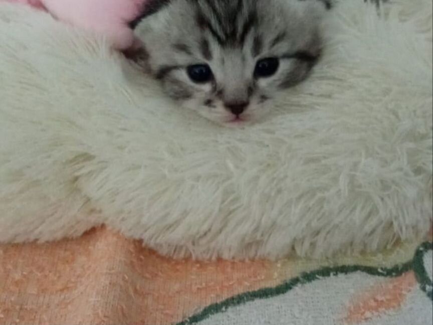Котята шотландские