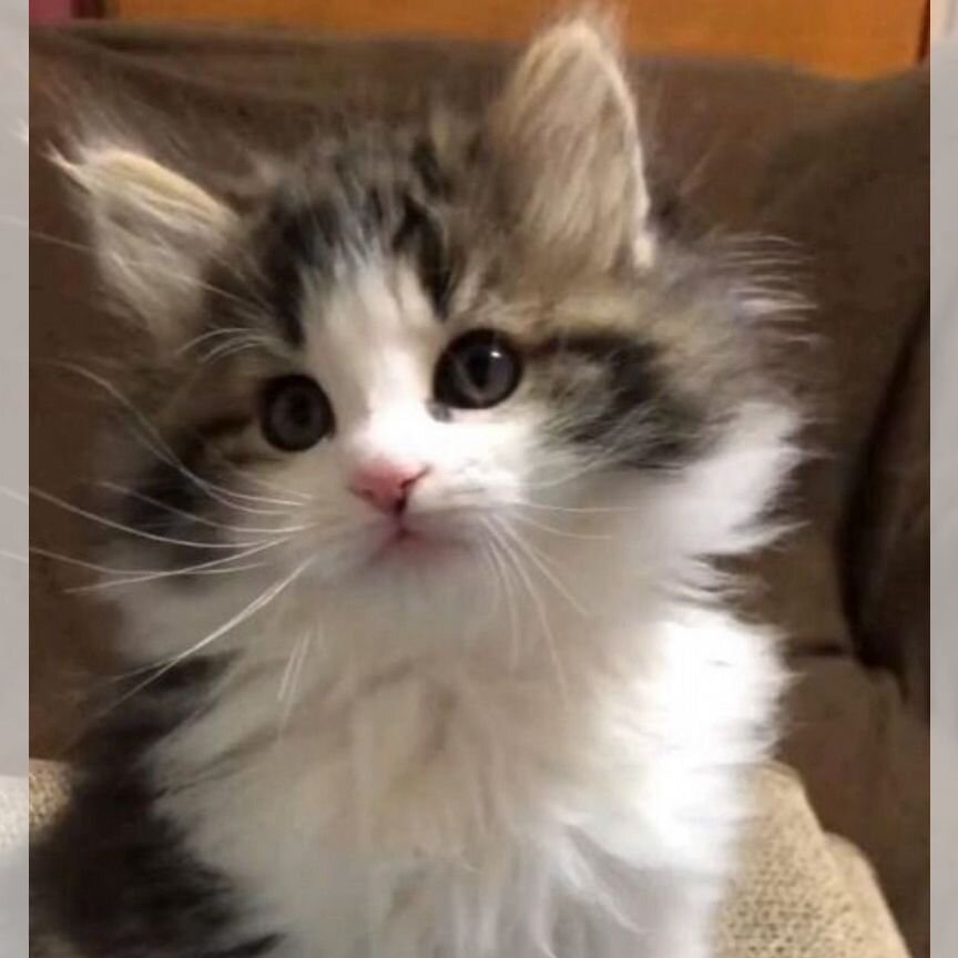 Сибирский котёнок