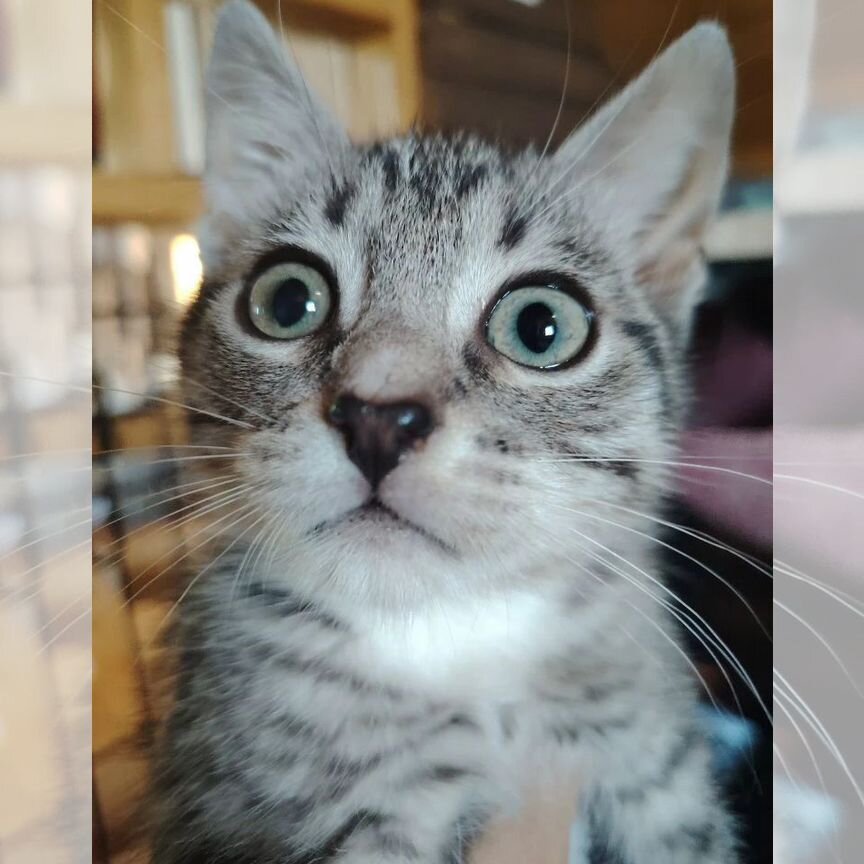 Котёнок в добрые руки