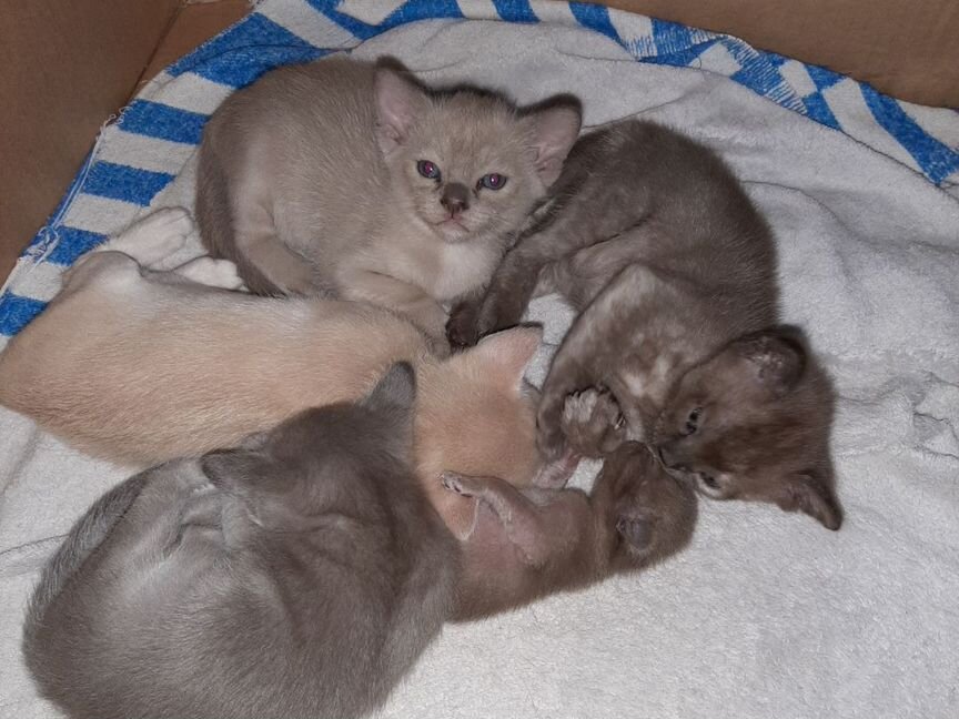 Цветные Бурмаши