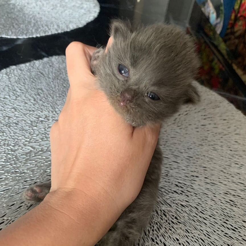 Шотландский вислоухий длинношёрстный котёнок
