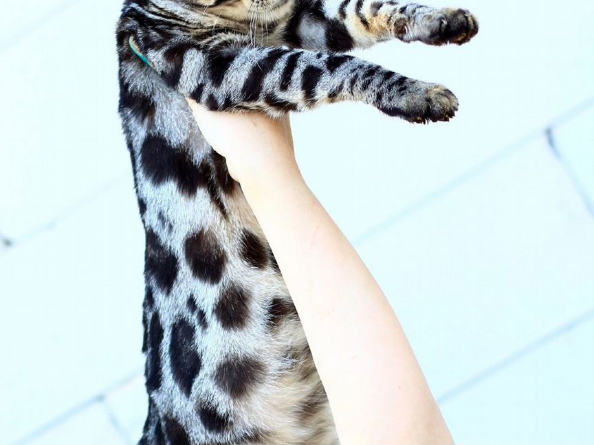 Котик серебро уголь 8 мес кастрат