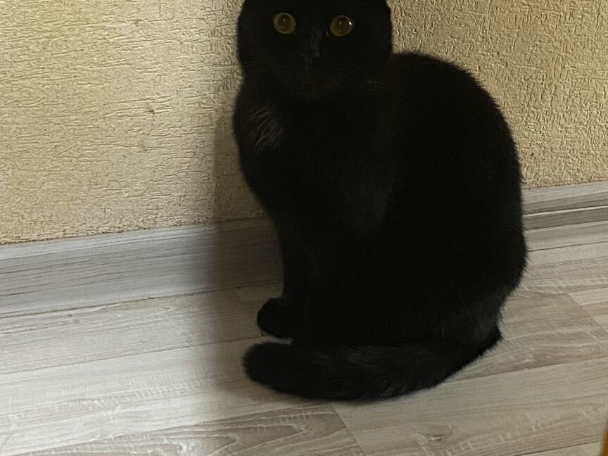 Кошки в добрые руки даром