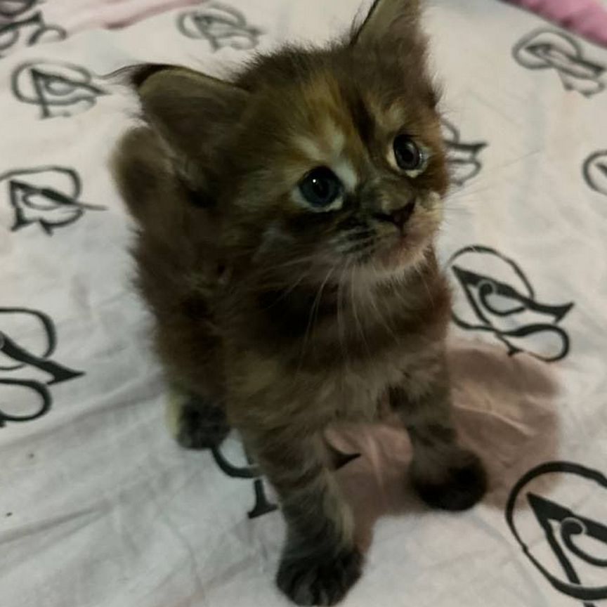 Мейн-кун котёнок