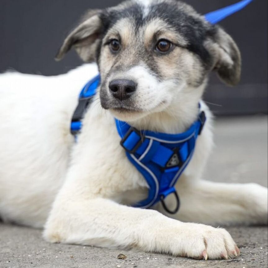 Девочка Даша 4 мес вырастет 35 см в холке