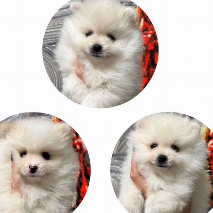 Померанский шпиц мальчик