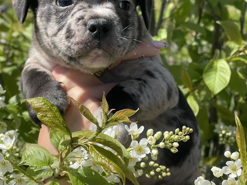 Собаки щенки