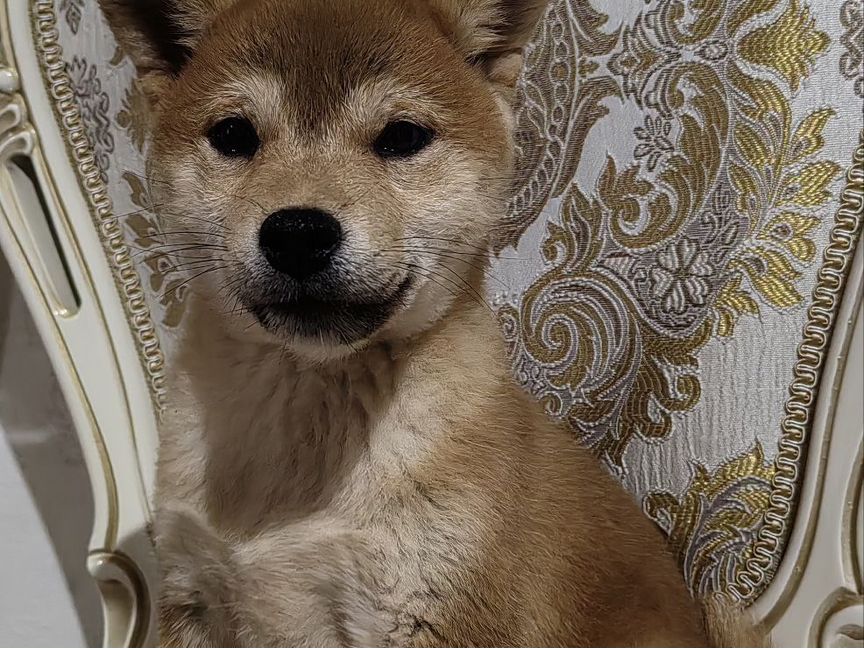 Шиба сиба ину