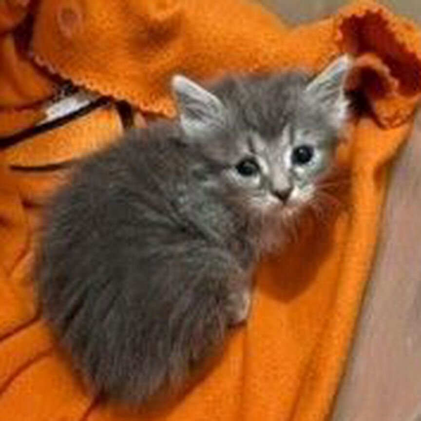 Нужен дом. Котенок на улице