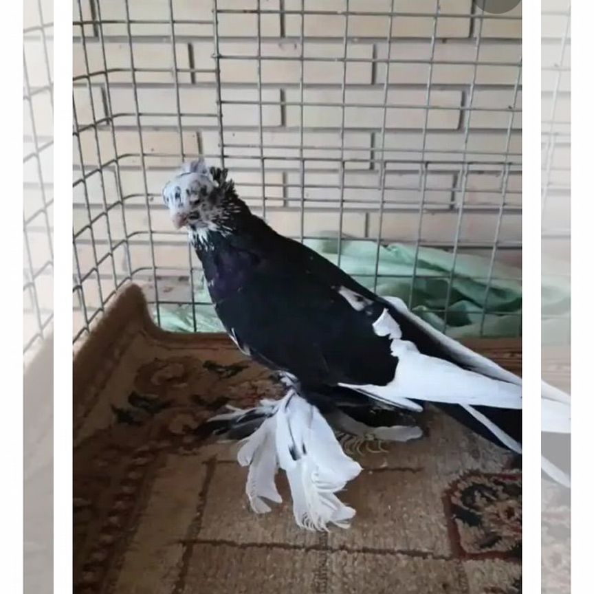 Голубь бухарский