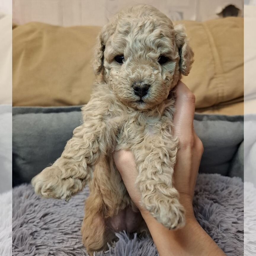 Мальтипу ф1 девочка