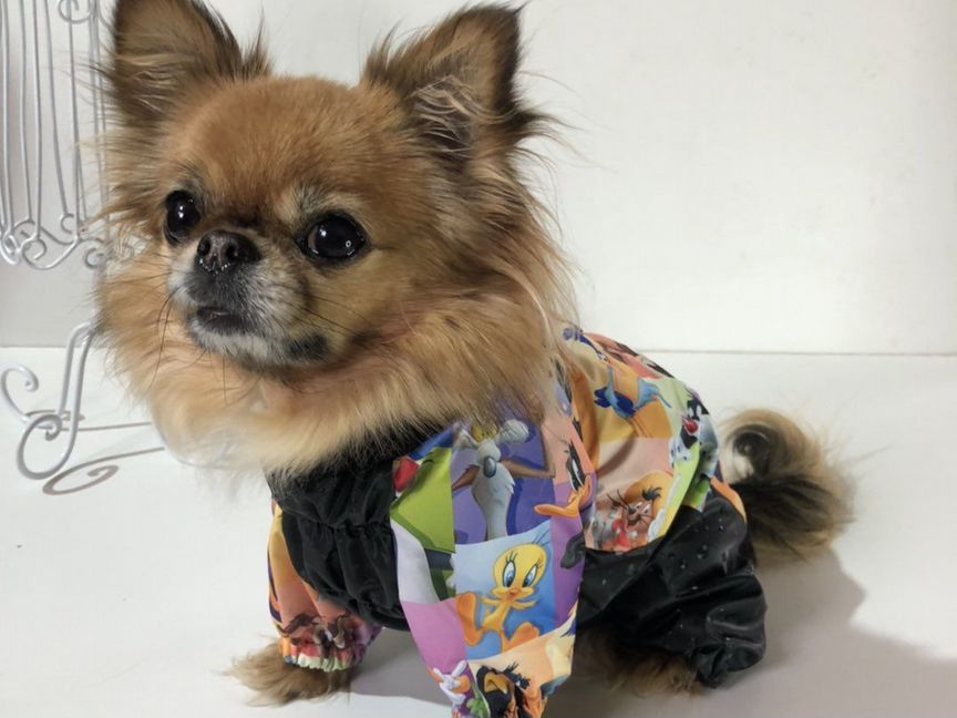 Одежда для собак