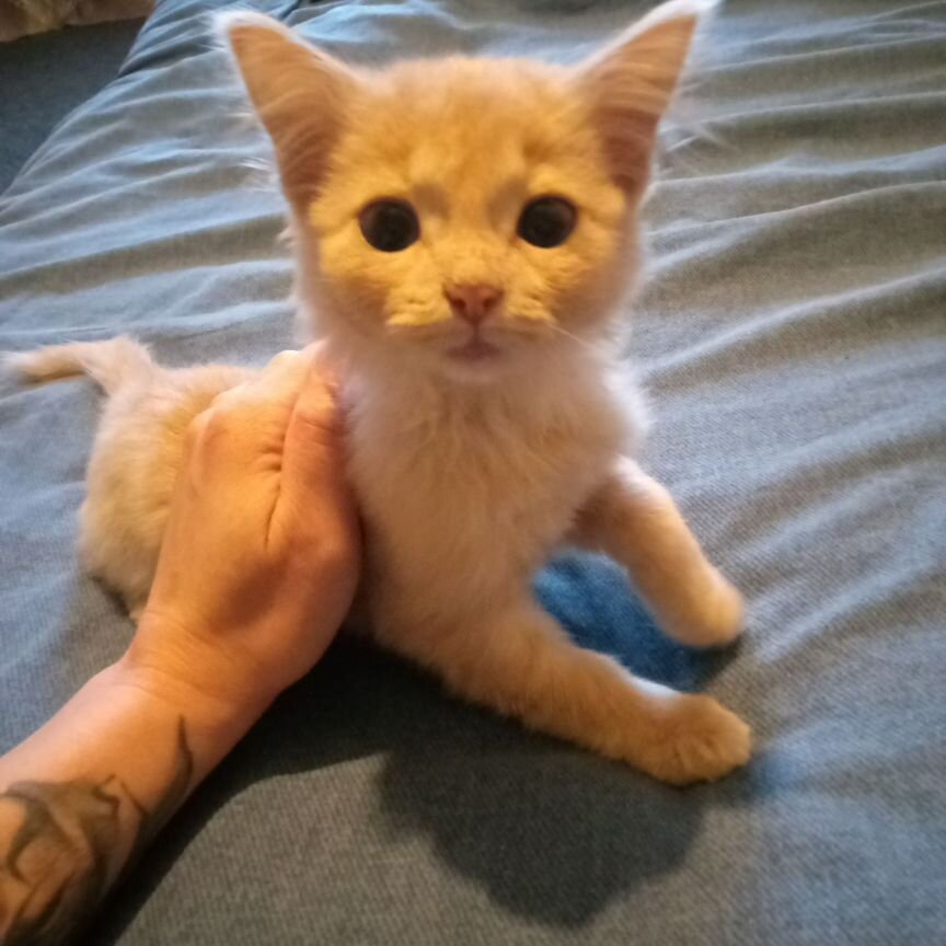 Британский котенок