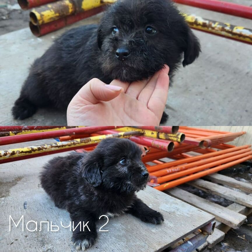 Щенки метисы в добрые руки