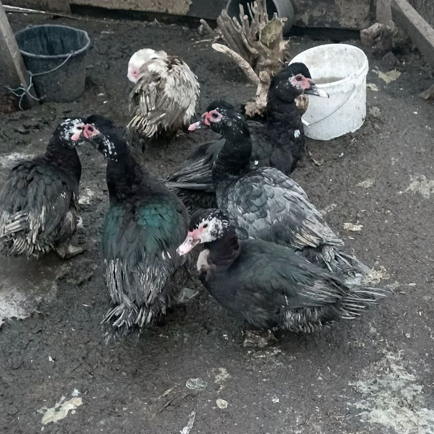 Мускусные утки