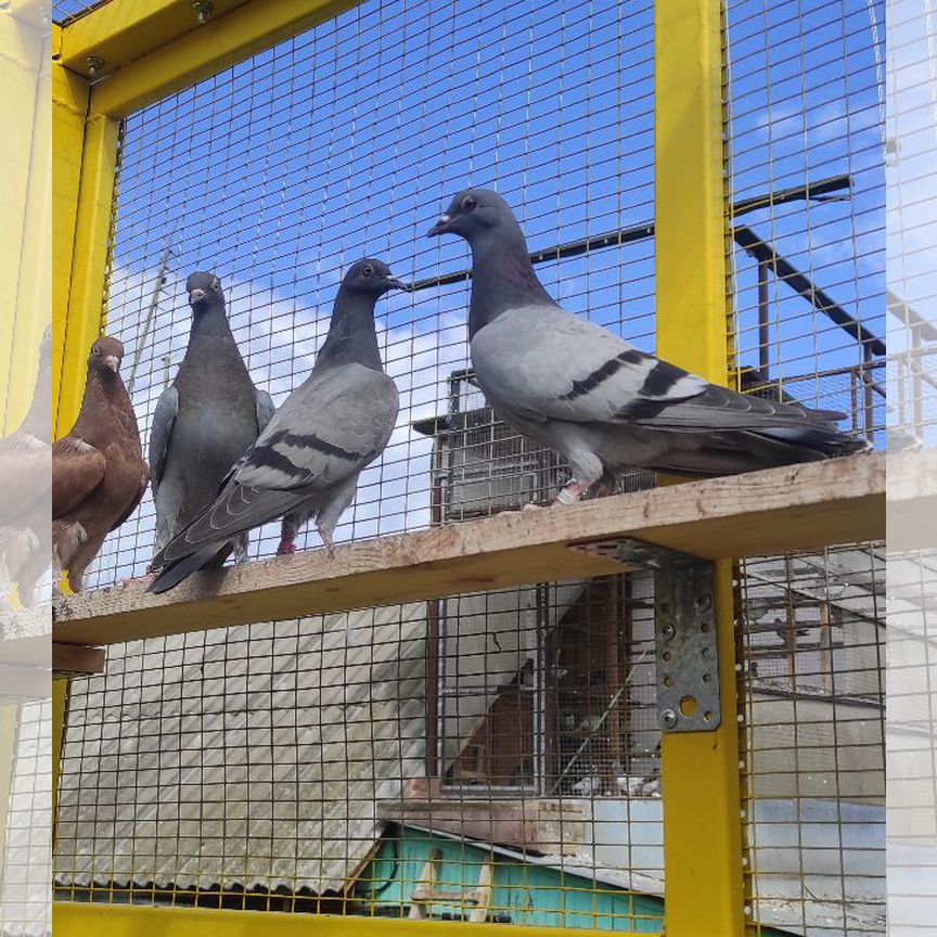 Голуби Типплеры