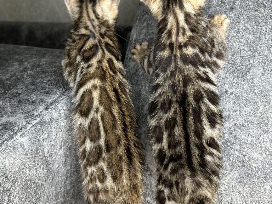 Бенгальские угольные котята