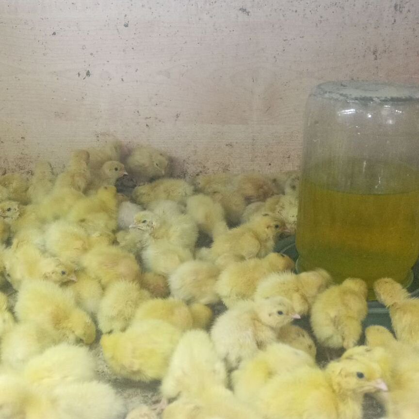 Перепела суточные