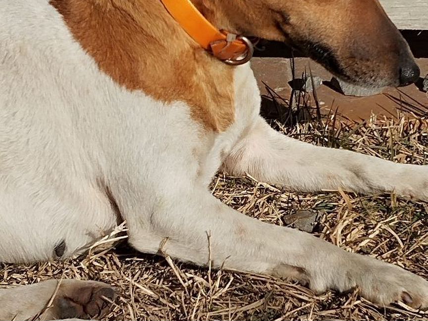 Гладкошорстный фокс терьер