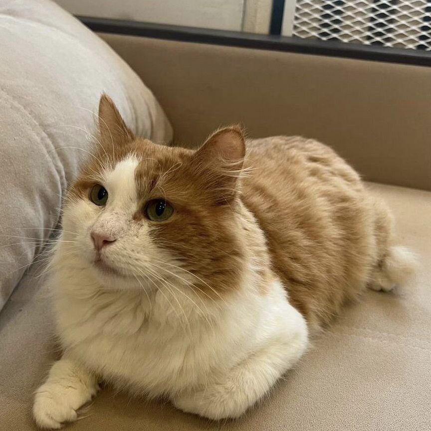 Котик в добрые ручки