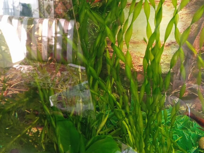 Водоросли для аквариума