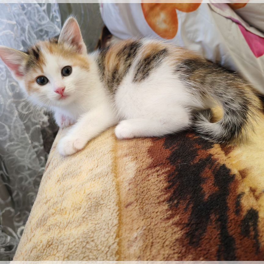 Сибирский котёнок