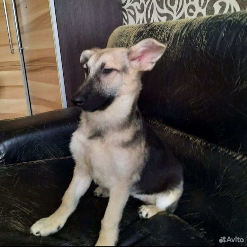 Собака в добрые руки отдам бесплатно