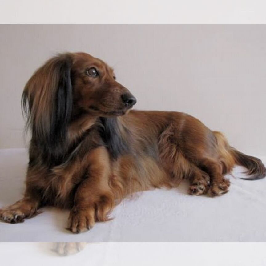 Такса, взрослый пёс