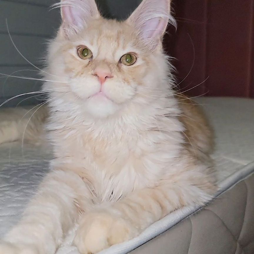 Мейн-кун Статный Красавец