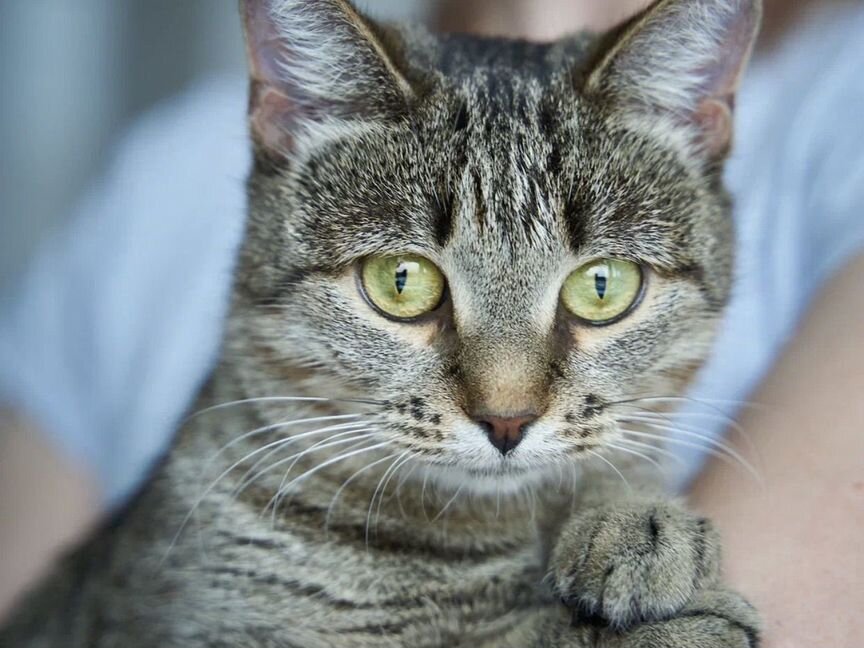 Ася в добрые руки