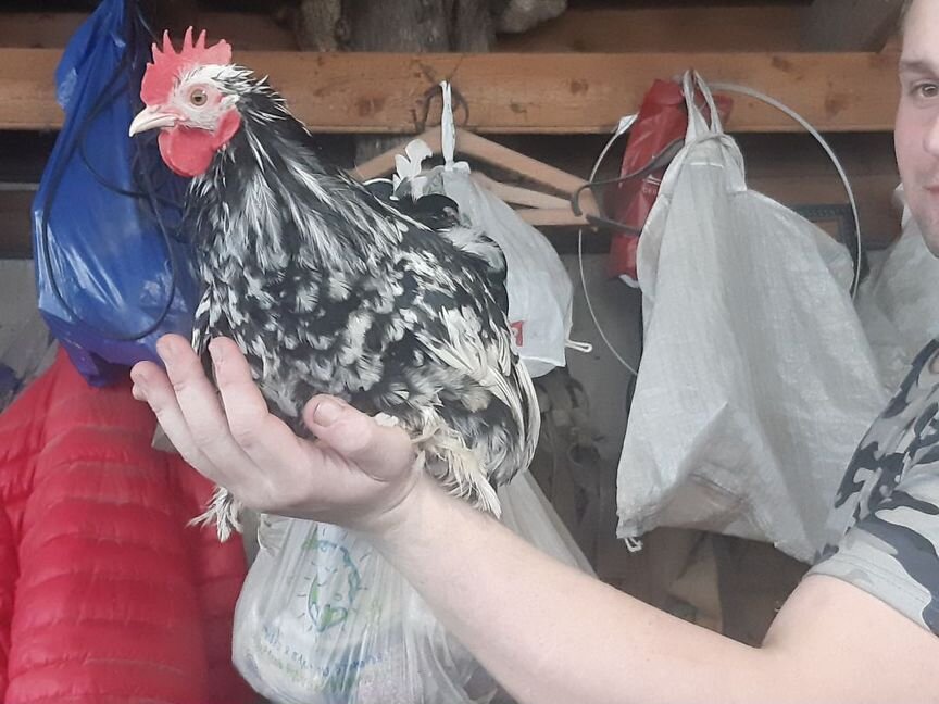 Кохенхин мраморный карликовый