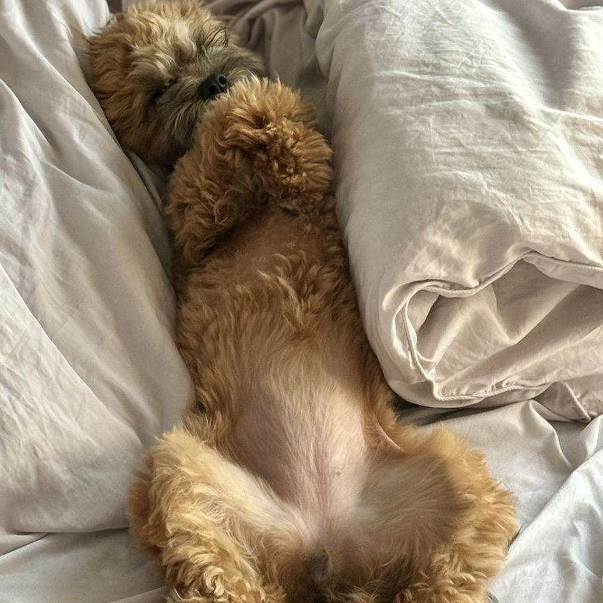 Мальтипу 6 мес