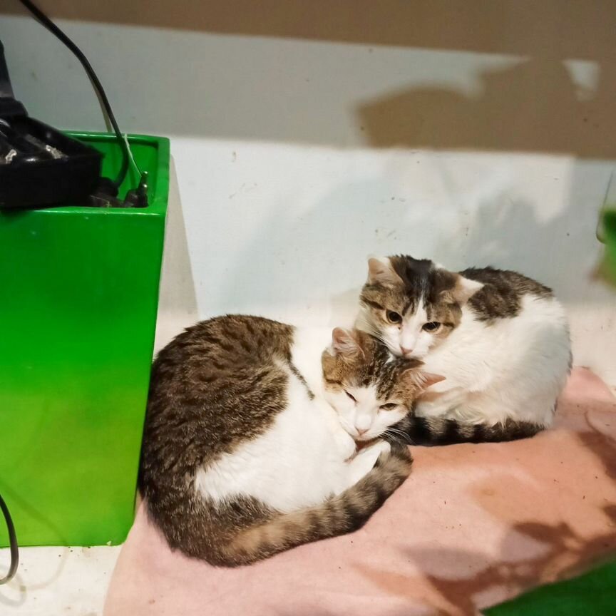Кошечка