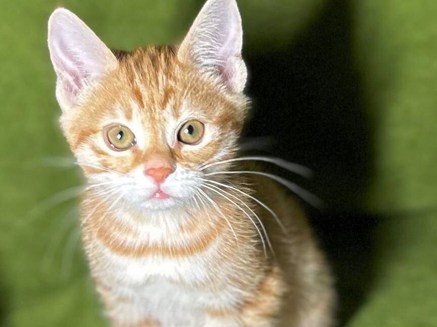 Котята курильский бобтейл