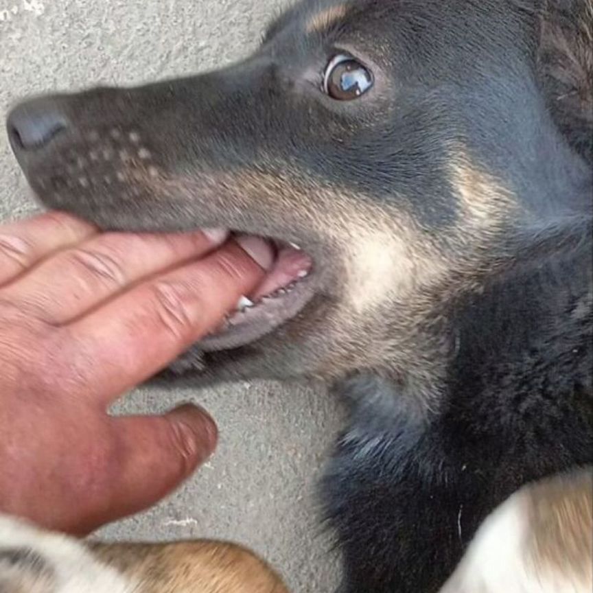 Выкинули красивого щенка