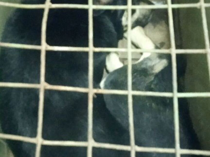 Собаки желают обрести дом и семью)